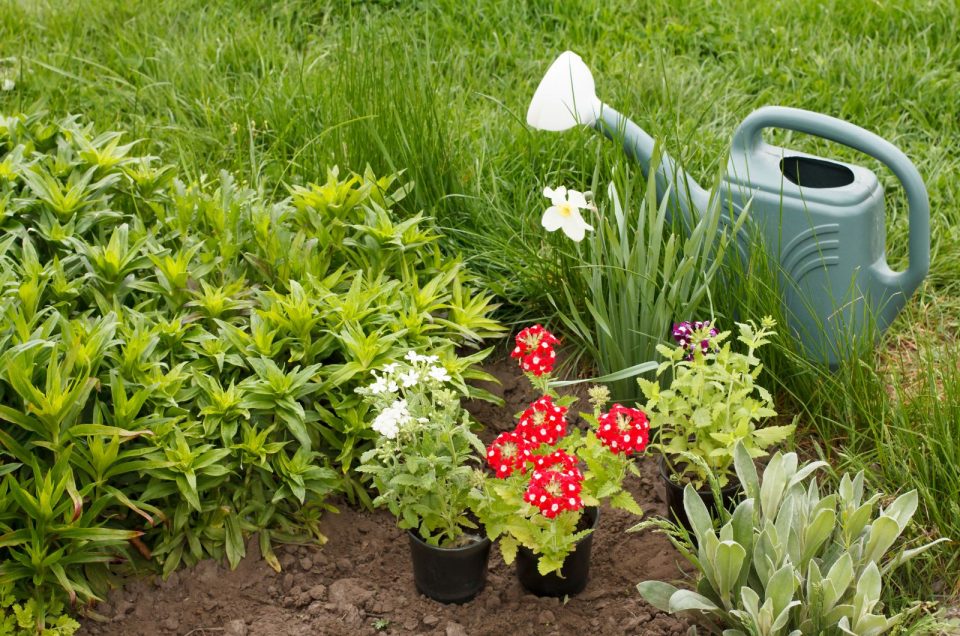 How To Grow Verbena For More Blossoms And Pollinators