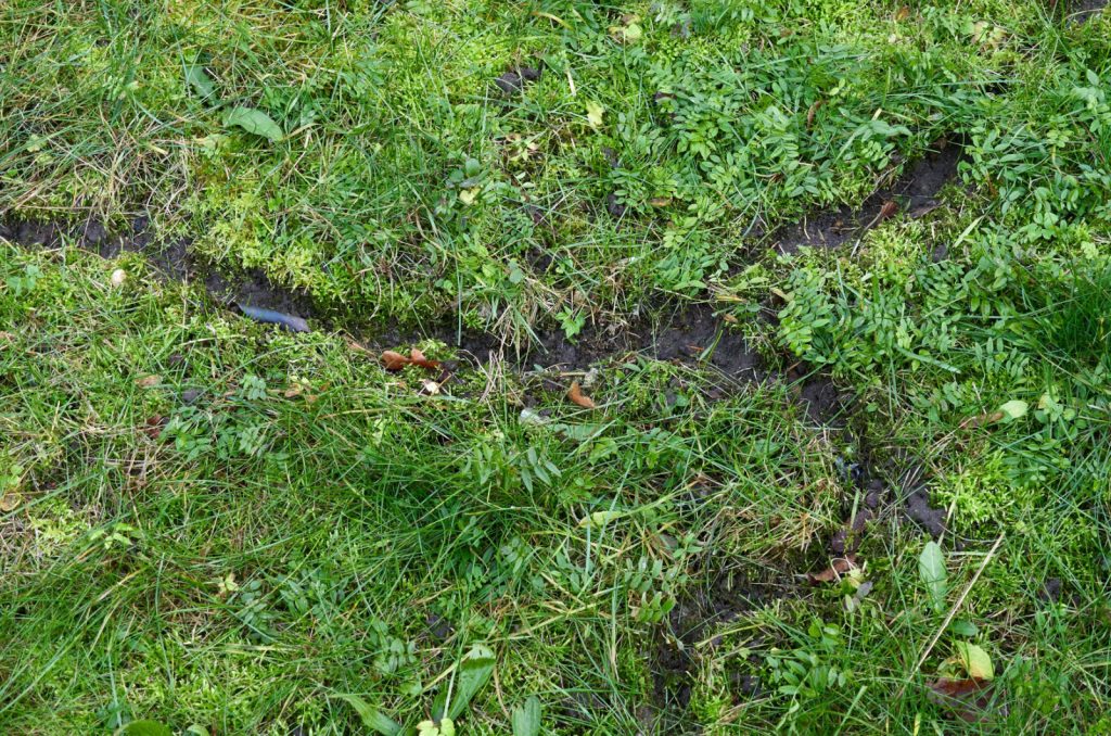 8 Natural Ways To Get Rid Of Voles From Your Lawn And Garden