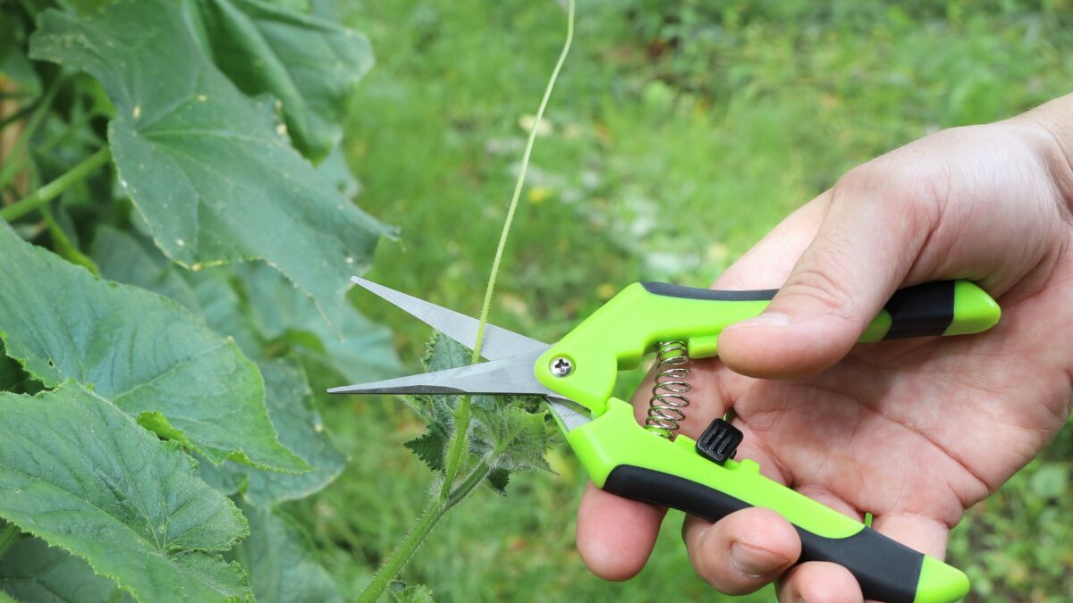 When And How To Prune Cucumber Plants