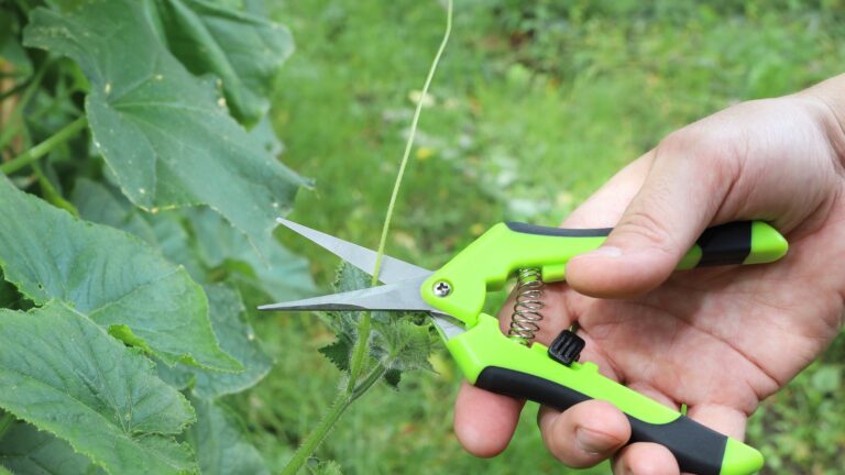 When And How To Prune Cucumber Plants
