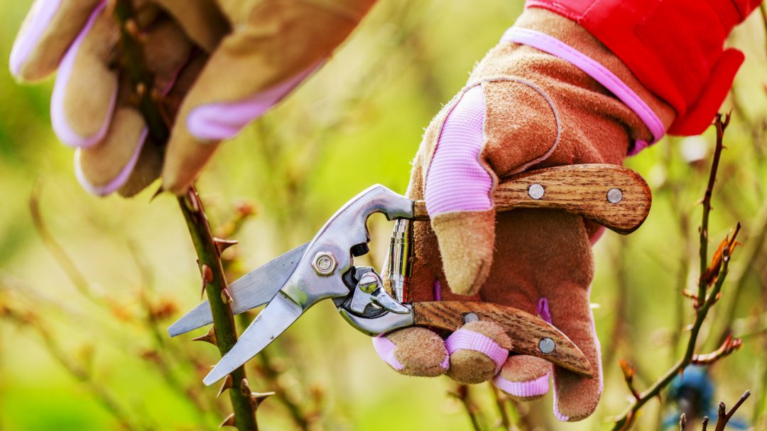 When And How To Prune Knock Out Roses For Abundant Flowers