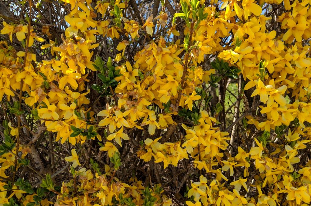 8 Flowering Shrubs To Prune In February