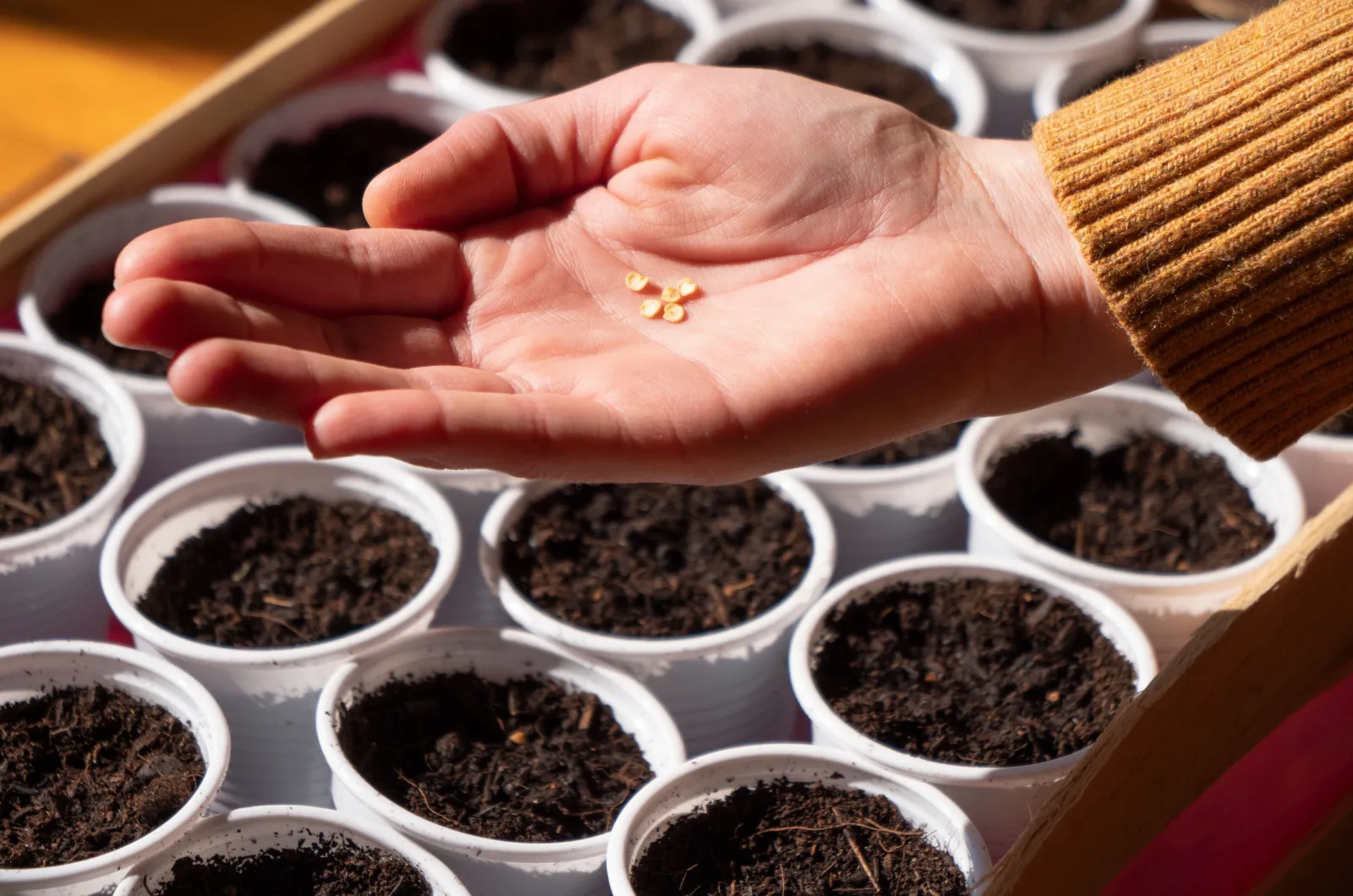 How To Grow Chilli Peppers For A Long And Bountiful Harvest