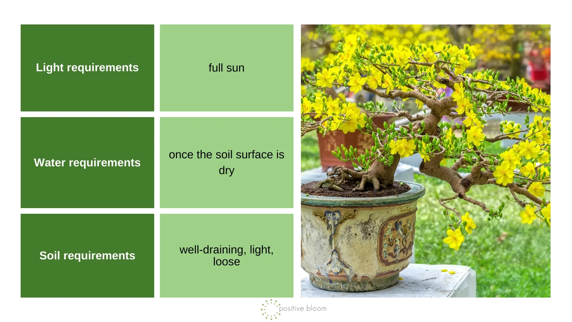 Top 10 Flowering Bonsai Trees For Your Home