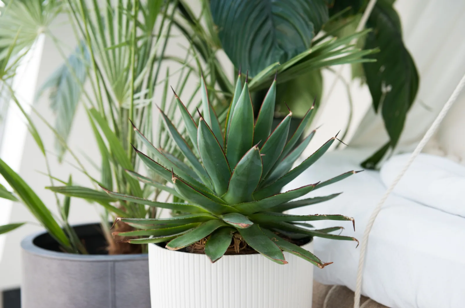 How To Grow And Care For An Agave Plant Indoors And Outdoors