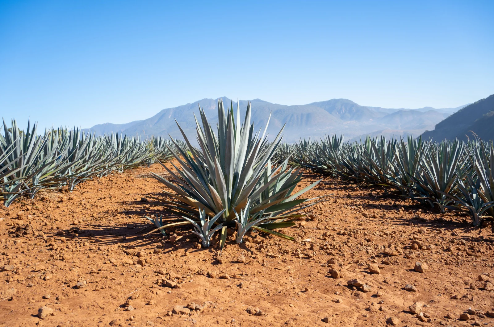 How To Grow And Care For An Agave Plant Indoors And Outdoors