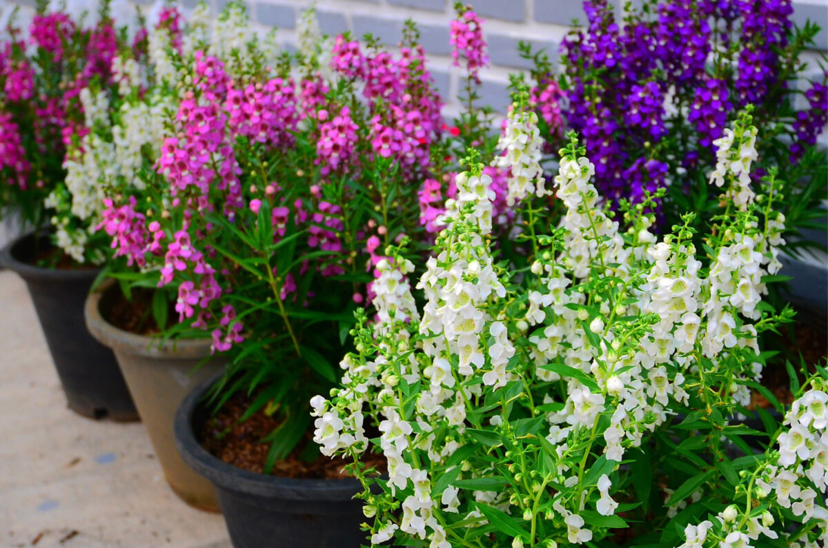 19 Beautiful Annual Flower Bed Combinations For A Show Stopping Flower ...