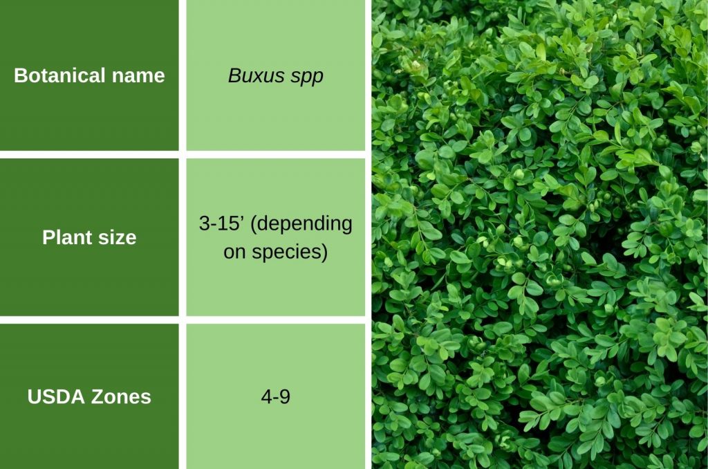 15 Gorgeous Plants To Hide Any Unsightly Objects Or Areas In The Garden