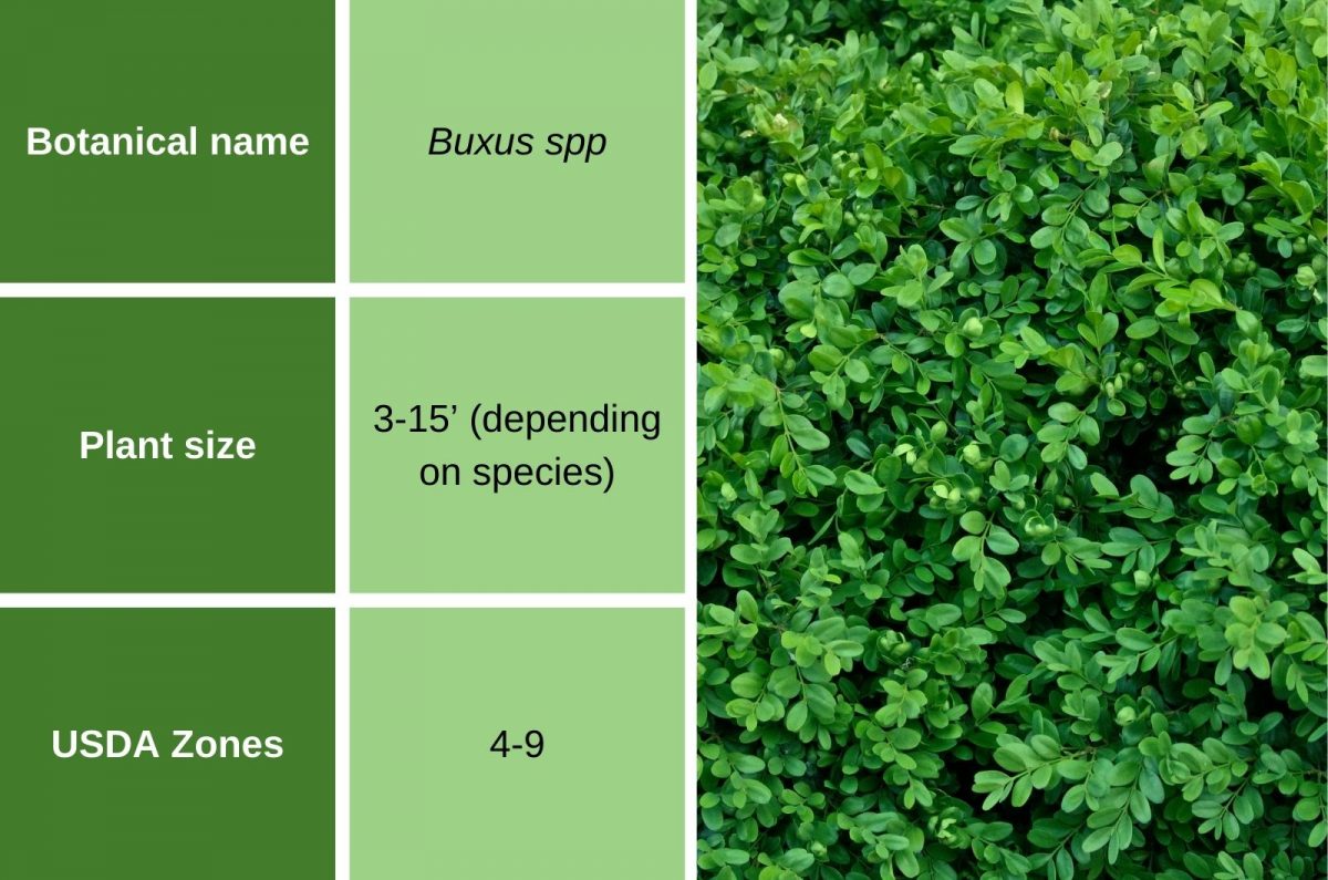 15 Gorgeous Plants To Hide Any Unsightly Objects Or Areas In The Garden