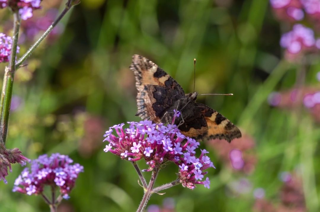How To Grow Verbena For More Blossoms And Pollinators