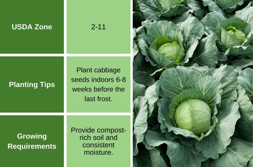 15 Veggies You Should Start In February
