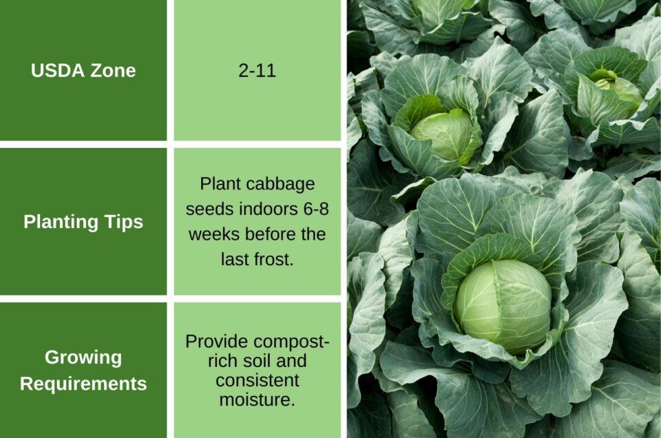 15 Veggies You Should Start In February