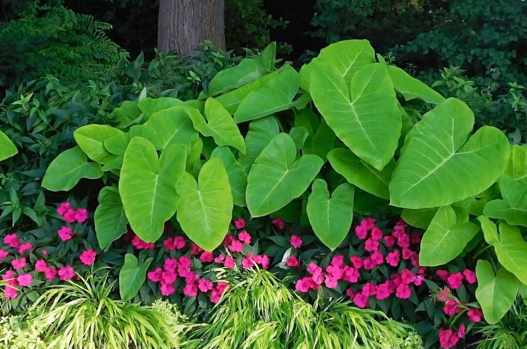 19 Beautiful Annual Flower Bed Combinations For A Show Stopping Flower ...