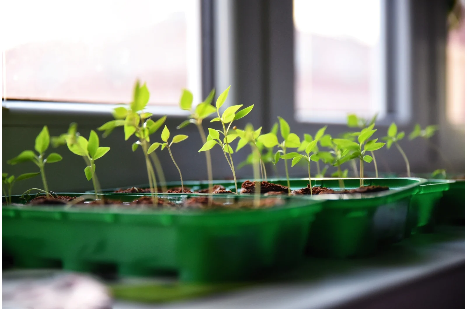 How To Grow Chilli Peppers For A Long And Bountiful Harvest