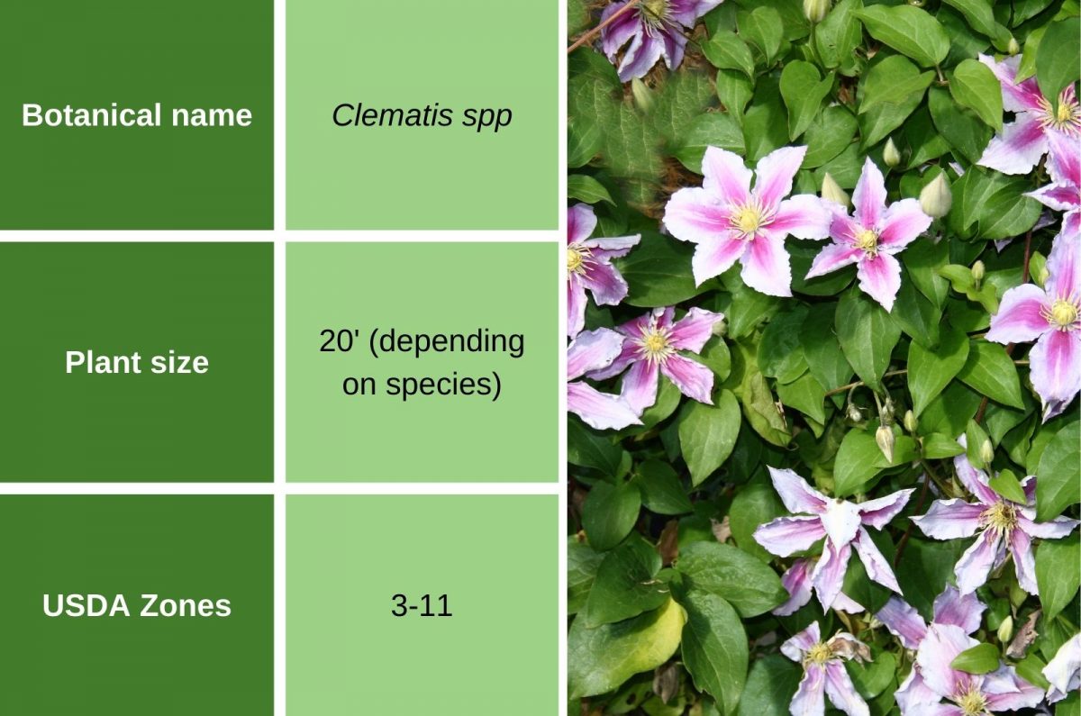 15 Gorgeous Plants To Hide Any Unsightly Objects Or Areas In The Garden