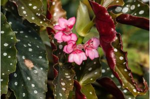 5 Steps To Propagating Begonias From Leaf Cuttings