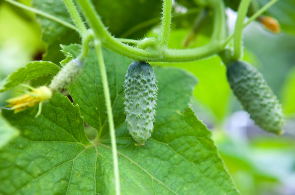 When And How To Prune Cucumber Plants