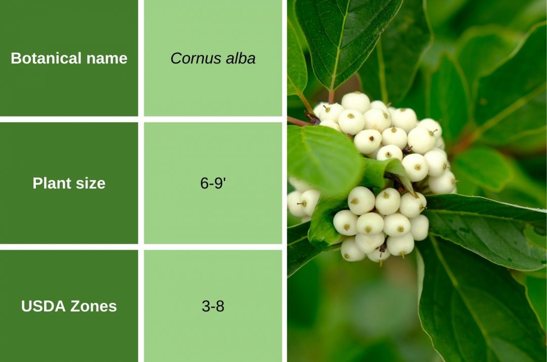 15 Gorgeous Plants To Hide Any Unsightly Objects Or Areas In The Garden