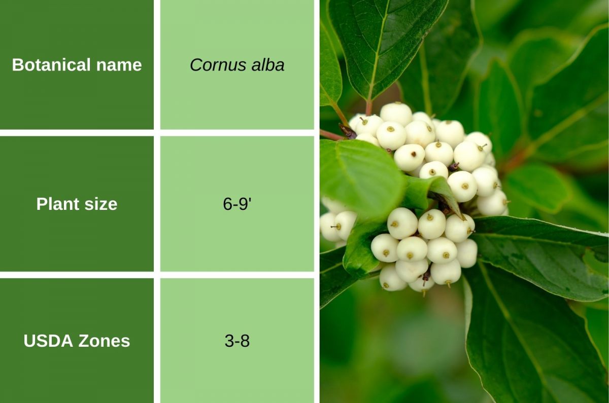 15 Gorgeous Plants To Hide Any Unsightly Objects Or Areas In The Garden