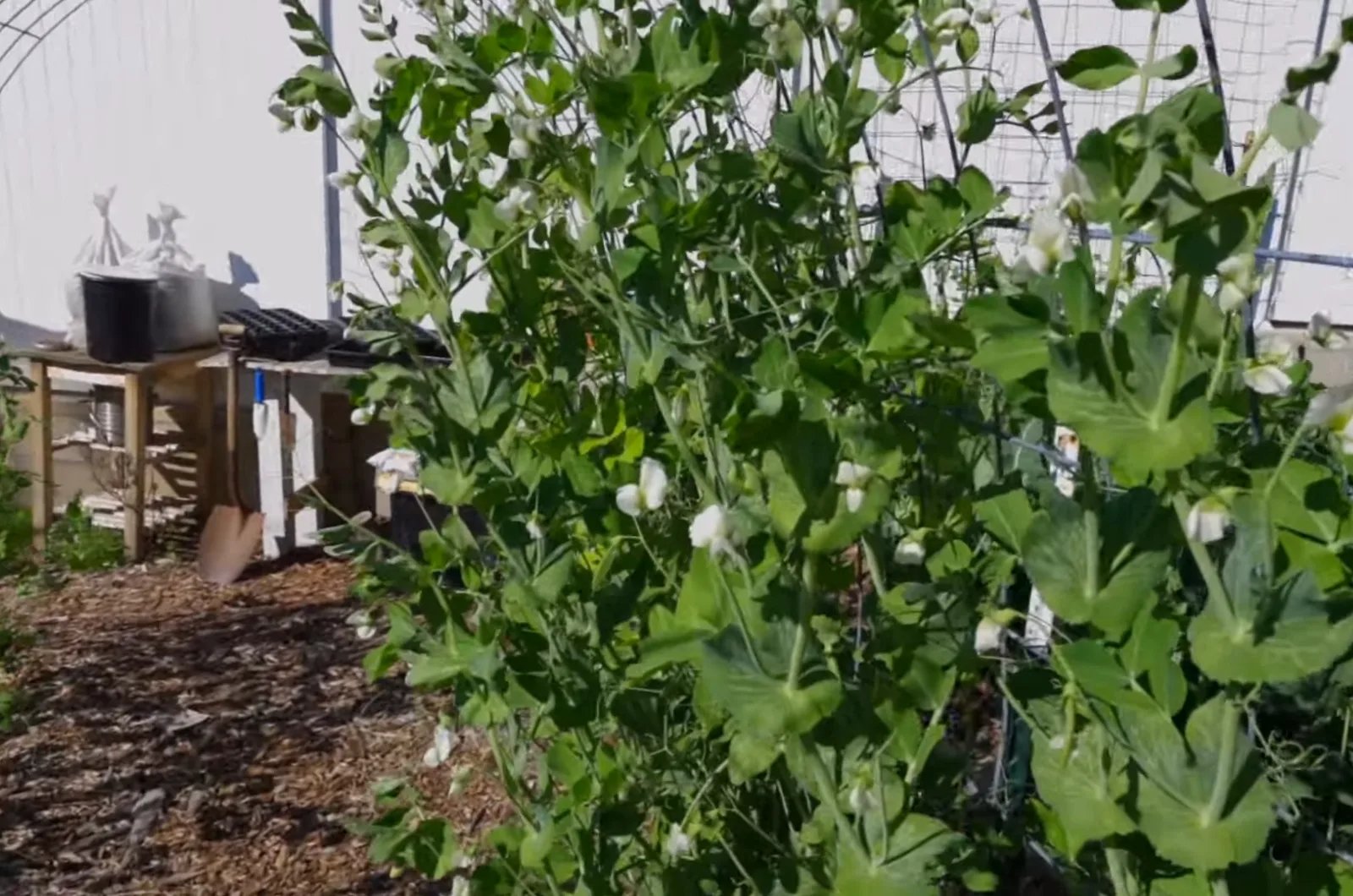 5 Vegetable Groups To Plant In February In Zones 9-10