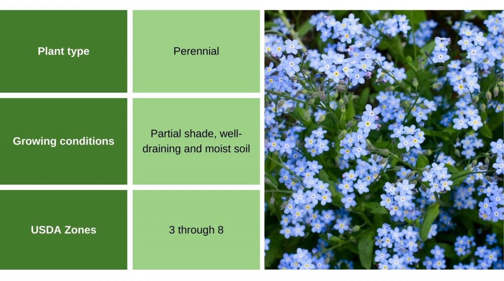 5 Gorgeous Spring Flowers For Shaded Gardens