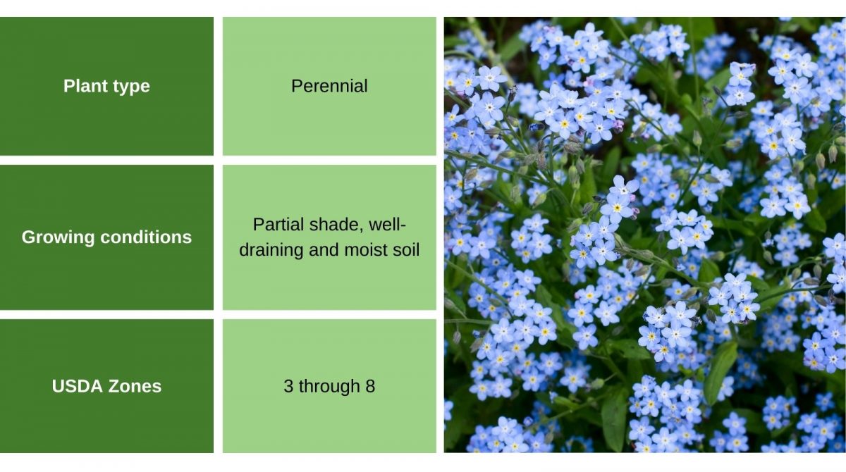 5 Gorgeous Spring Flowers For Shaded Gardens
