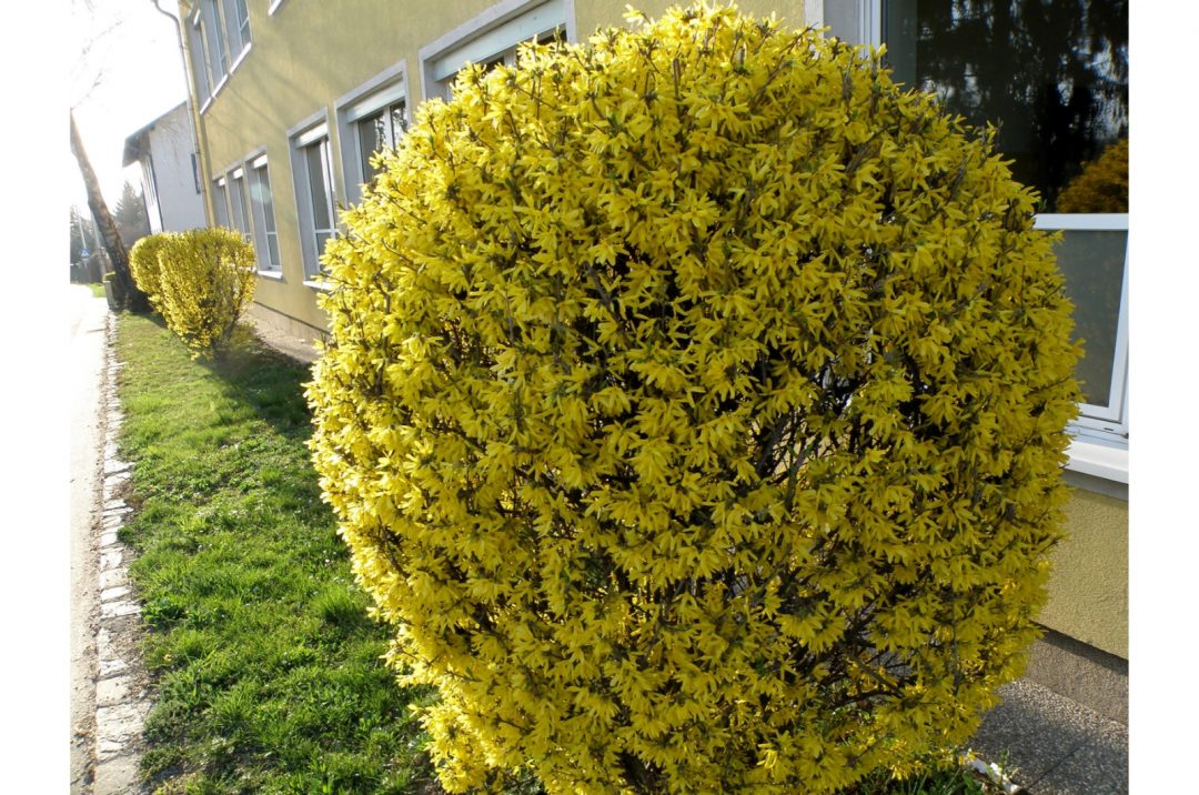 How To Grow Forsythia For An Abundance Of Golden Blossoms