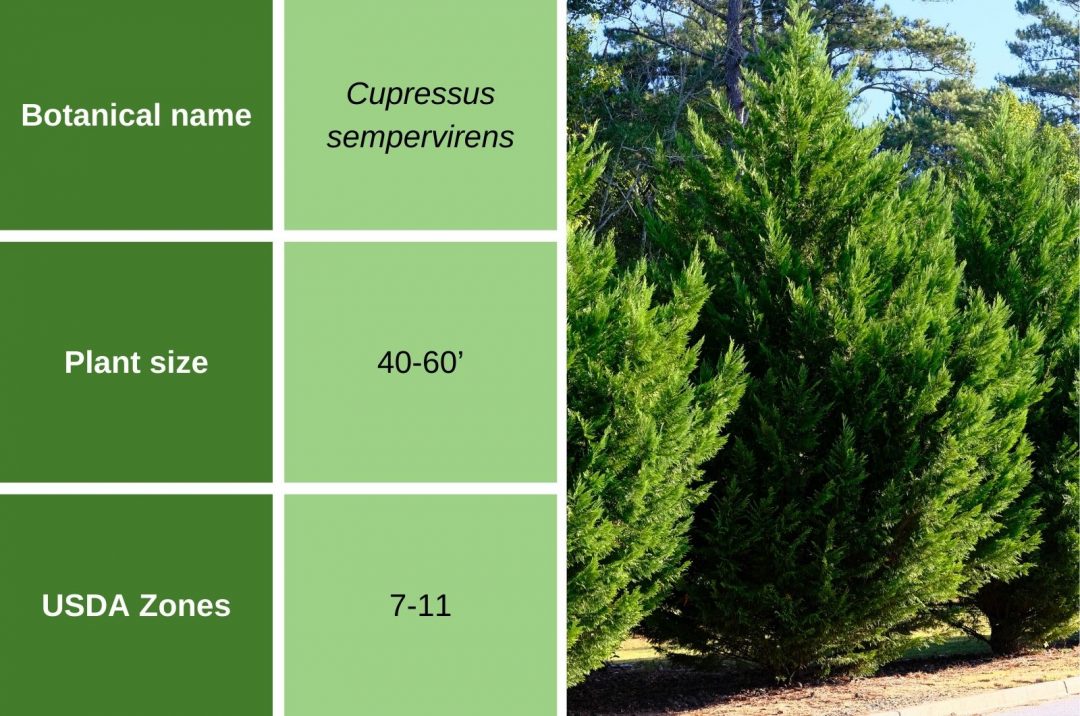 15 Gorgeous Plants To Hide Any Unsightly Objects Or Areas In The Garden