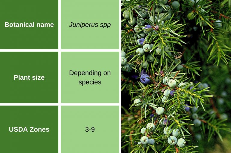 15 Gorgeous Plants To Hide Any Unsightly Objects Or Areas In The Garden