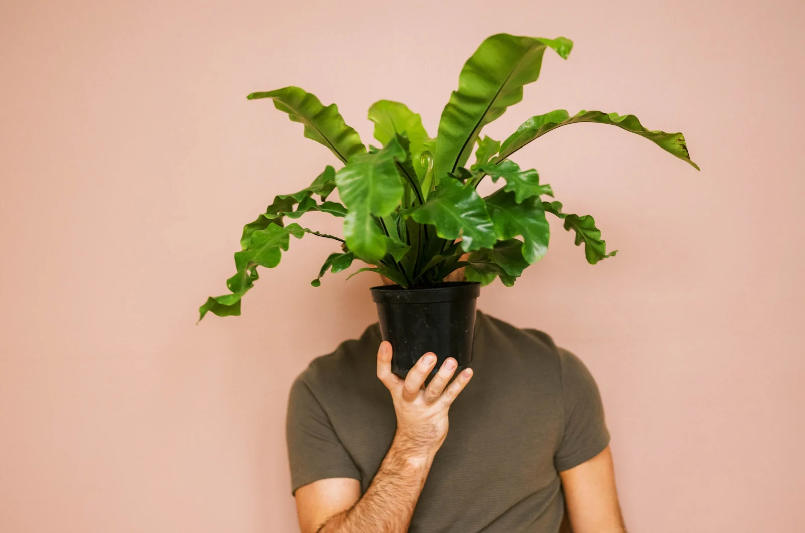 How To Take Care Of Your ‘Crispy Wave’ Fern