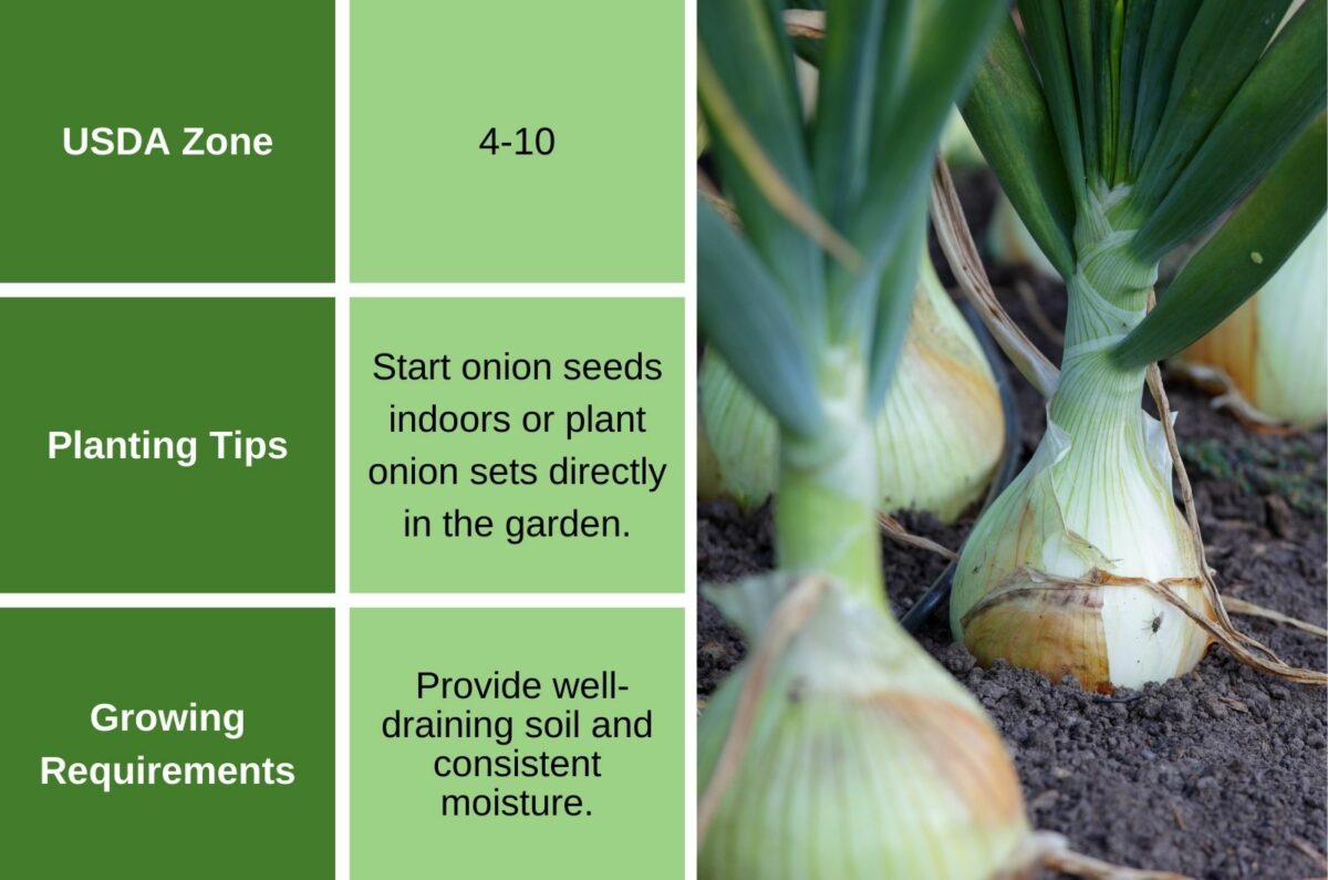 15 Veggies You Should Start In February