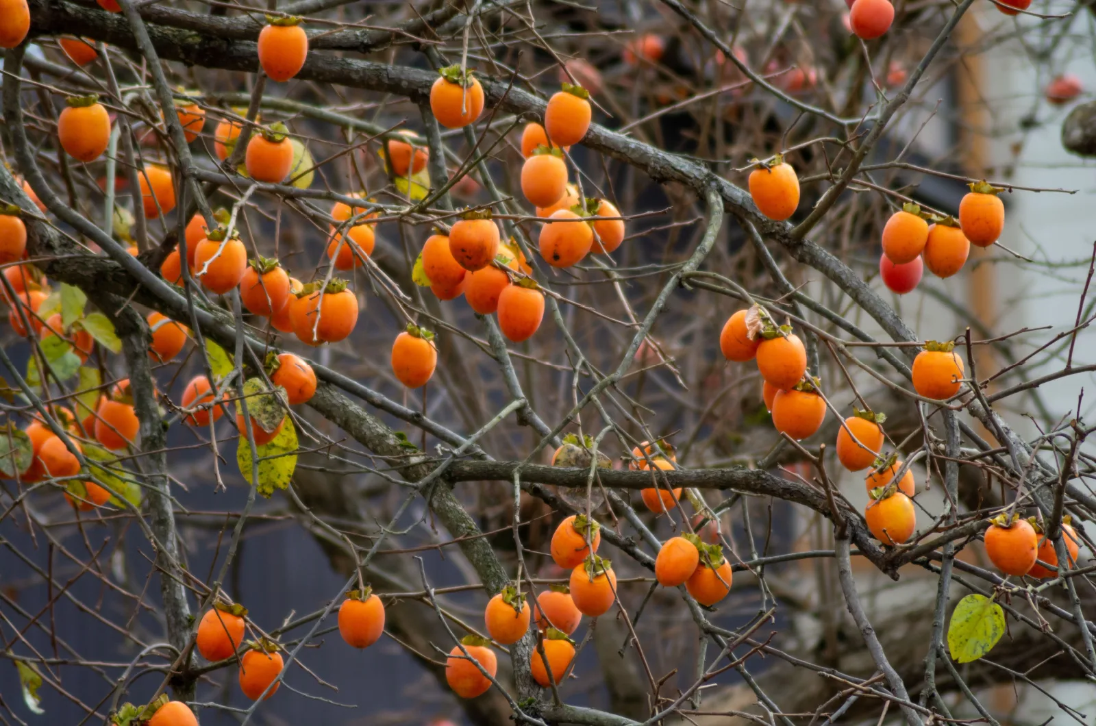 Tips For Growing A Persimmon Tree In A Container