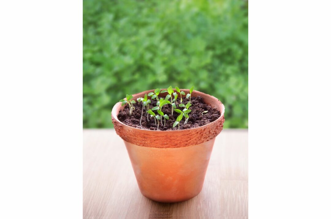 10 Tried-And-True Tips For Growing Parsley In Pots