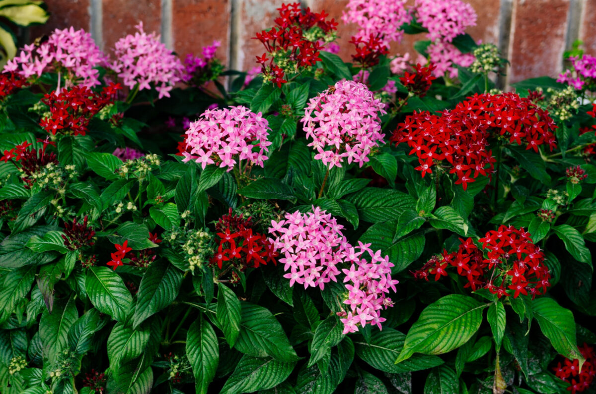 19 Beautiful Annual Flower Bed Combinations For A Show Stopping Flower ...