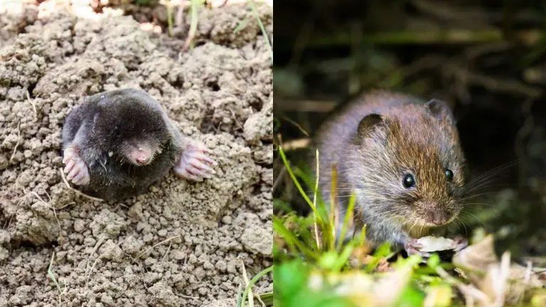 8 Natural Ways To Get Rid Of Voles From Your Lawn And Garden