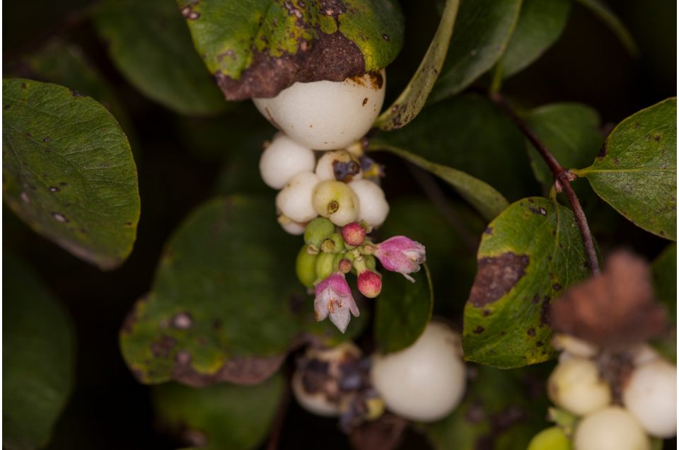 How To Grow And Care For Snowberry Bushes