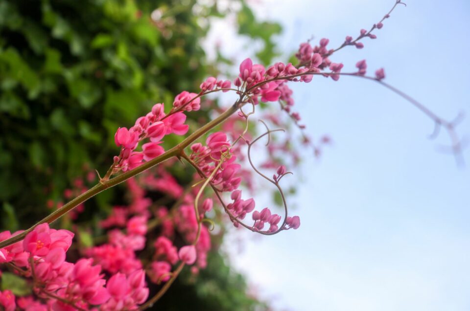 17 Well-behaved Vines For Your Arbors And Trellises