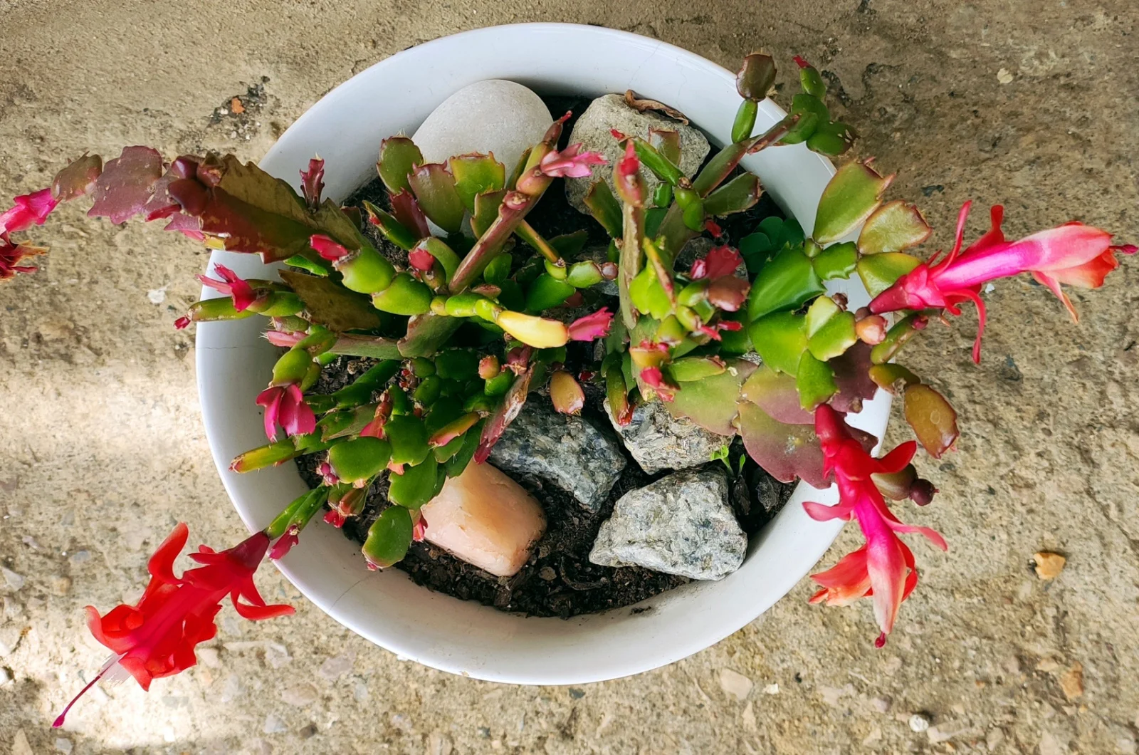 Why, When, And How To Prune An Easter Cactus