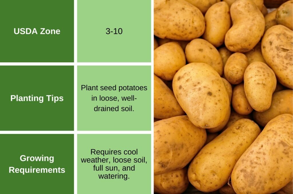 6 Plant-And-Forget Veggies That Will Grow And Thrive Even If Neglected