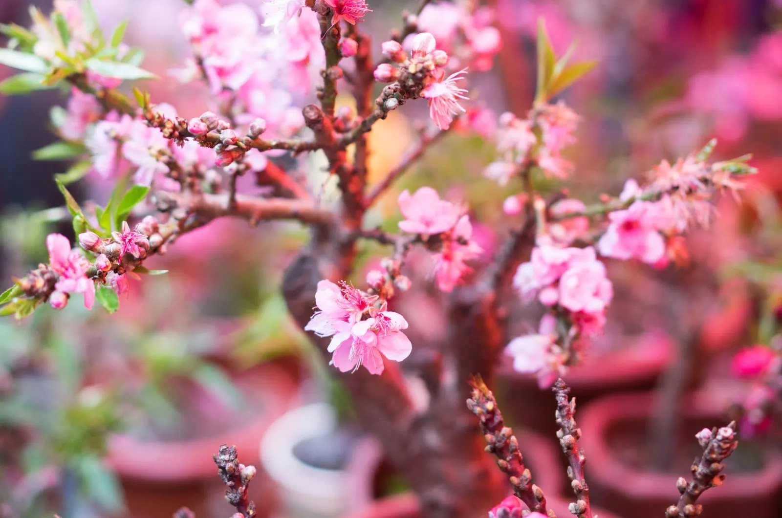 9 Best Fruits To Grow In Pots