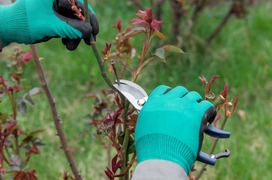 When To Prune Drift Roses And How To Do It Properly
