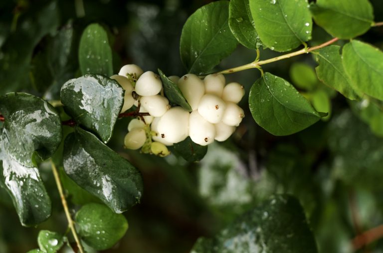 How To Grow And Care For Snowberry Bushes