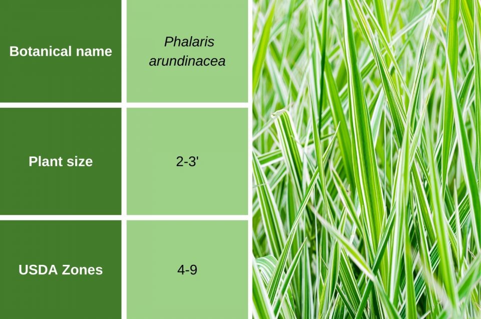 15 Gorgeous Plants To Hide Any Unsightly Objects Or Areas In The Garden