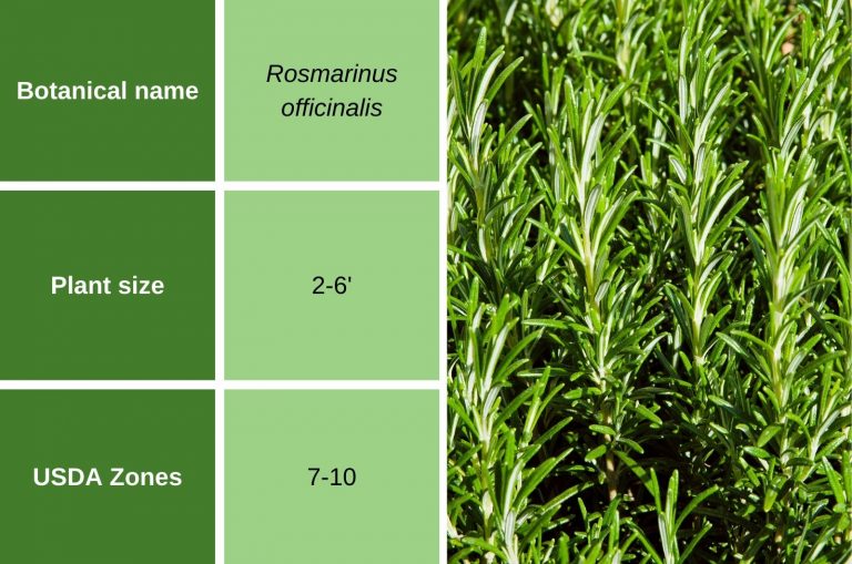 15 Gorgeous Plants To Hide Any Unsightly Objects Or Areas In The Garden