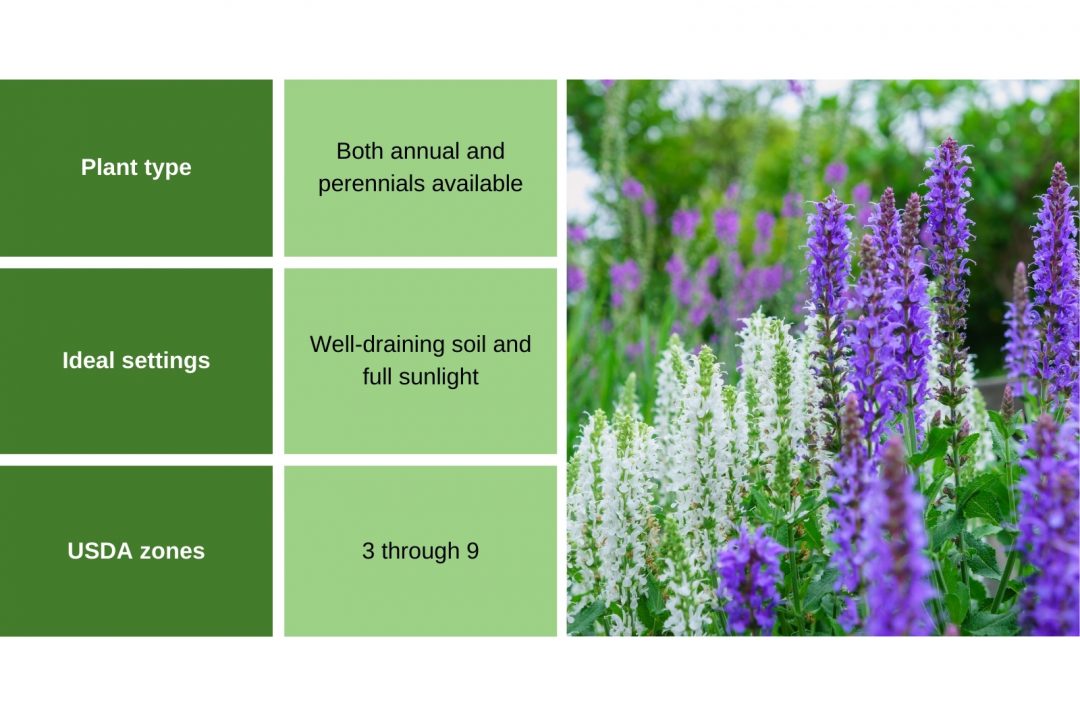 7 Flowers To Plant In February For Long-Lasting Blooms
