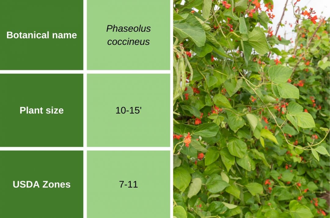 15 Gorgeous Plants To Hide Any Unsightly Objects Or Areas In The Garden