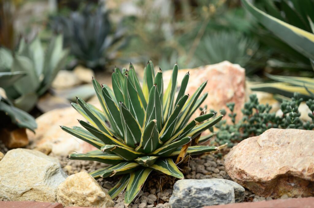 How To Grow And Care For An Agave Plant Indoors And Outdoors