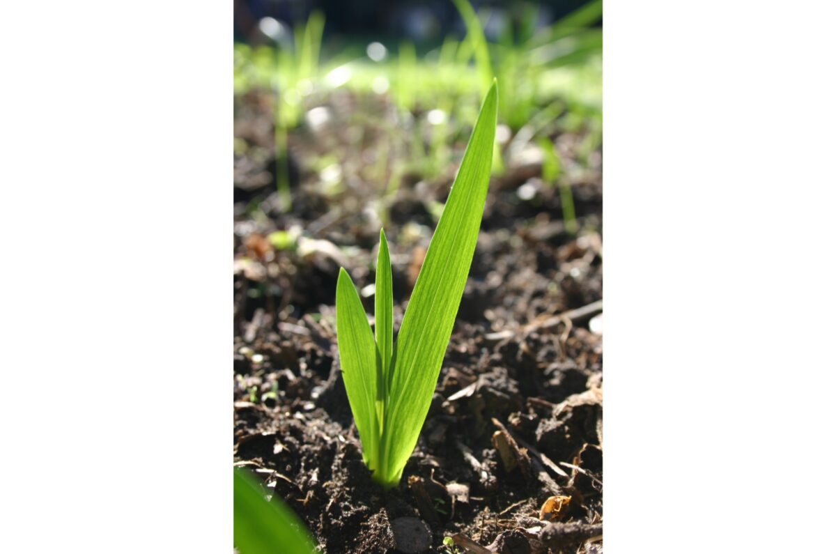 How To Grow Freesia Flowers