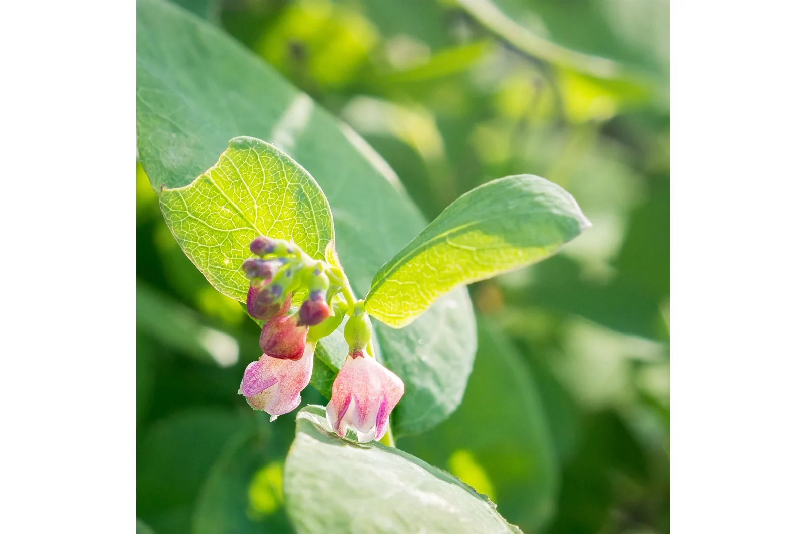 How To Grow And Care For Snowberry Bushes
