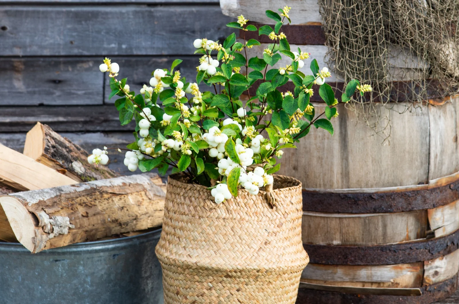 How To Grow And Care For Snowberry Bushes